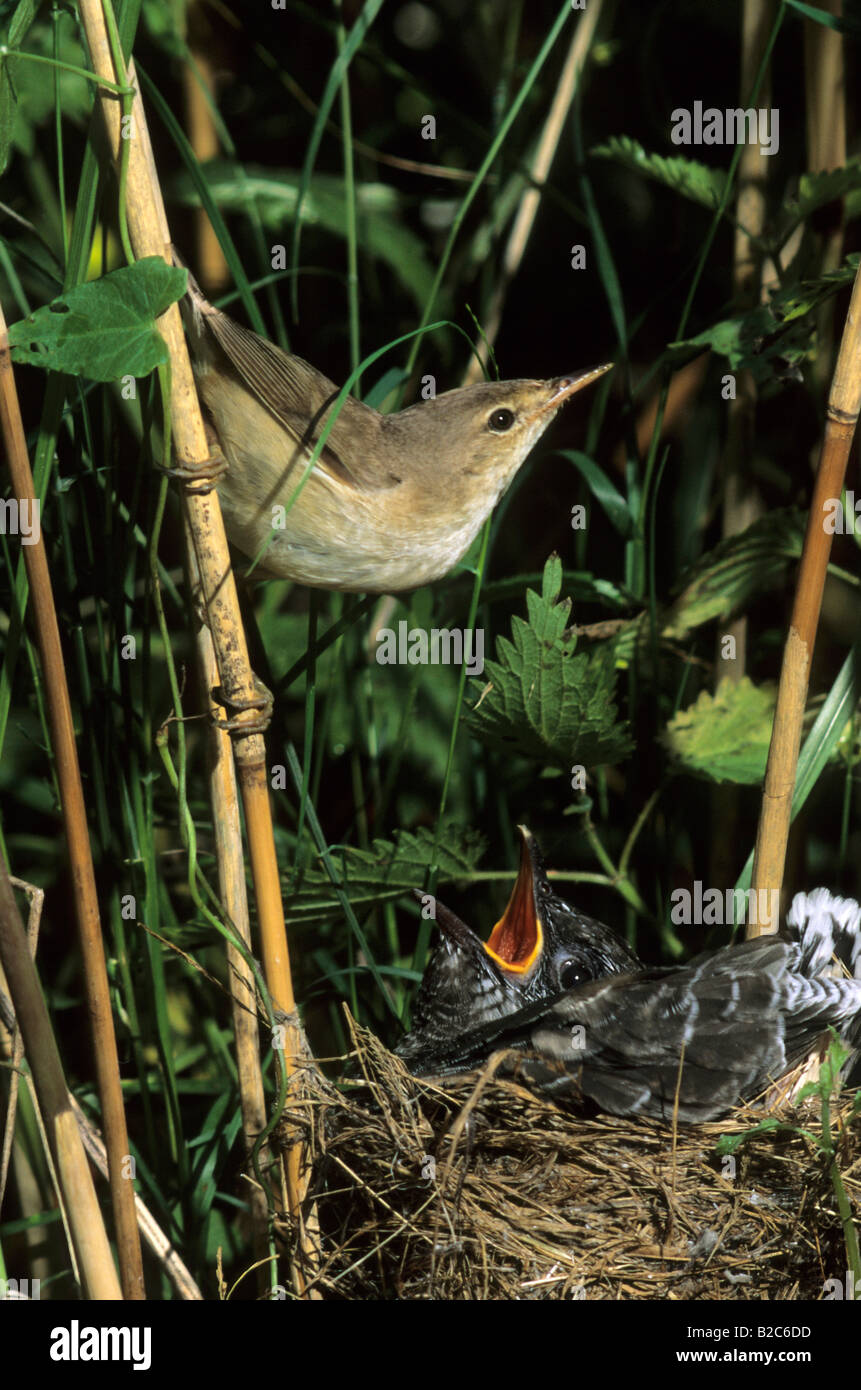 Young cuckoo cuculus canorus hi-res stock photography and images - Alamy