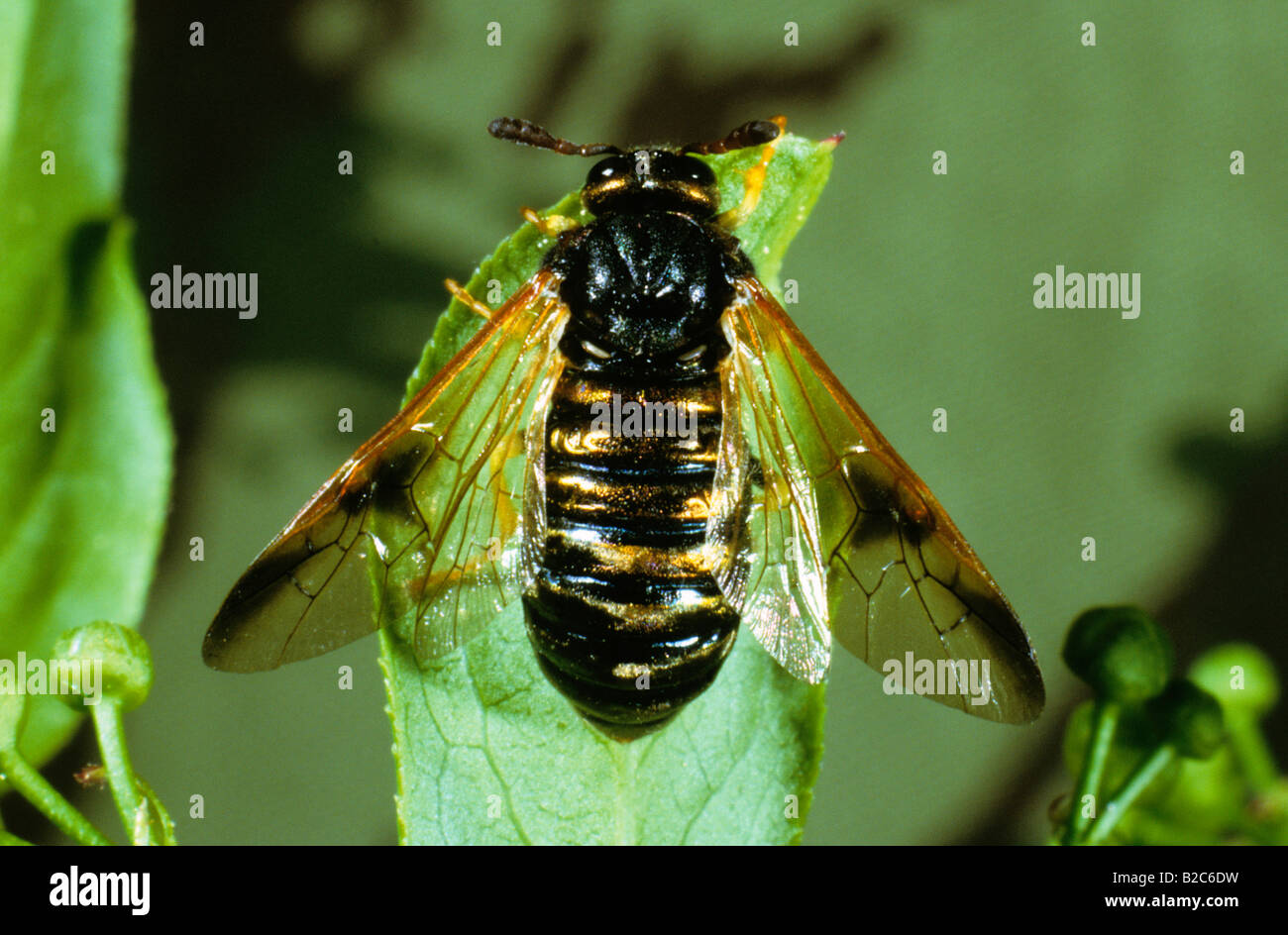 Cephidae hi-res stock photography and images - Alamy
