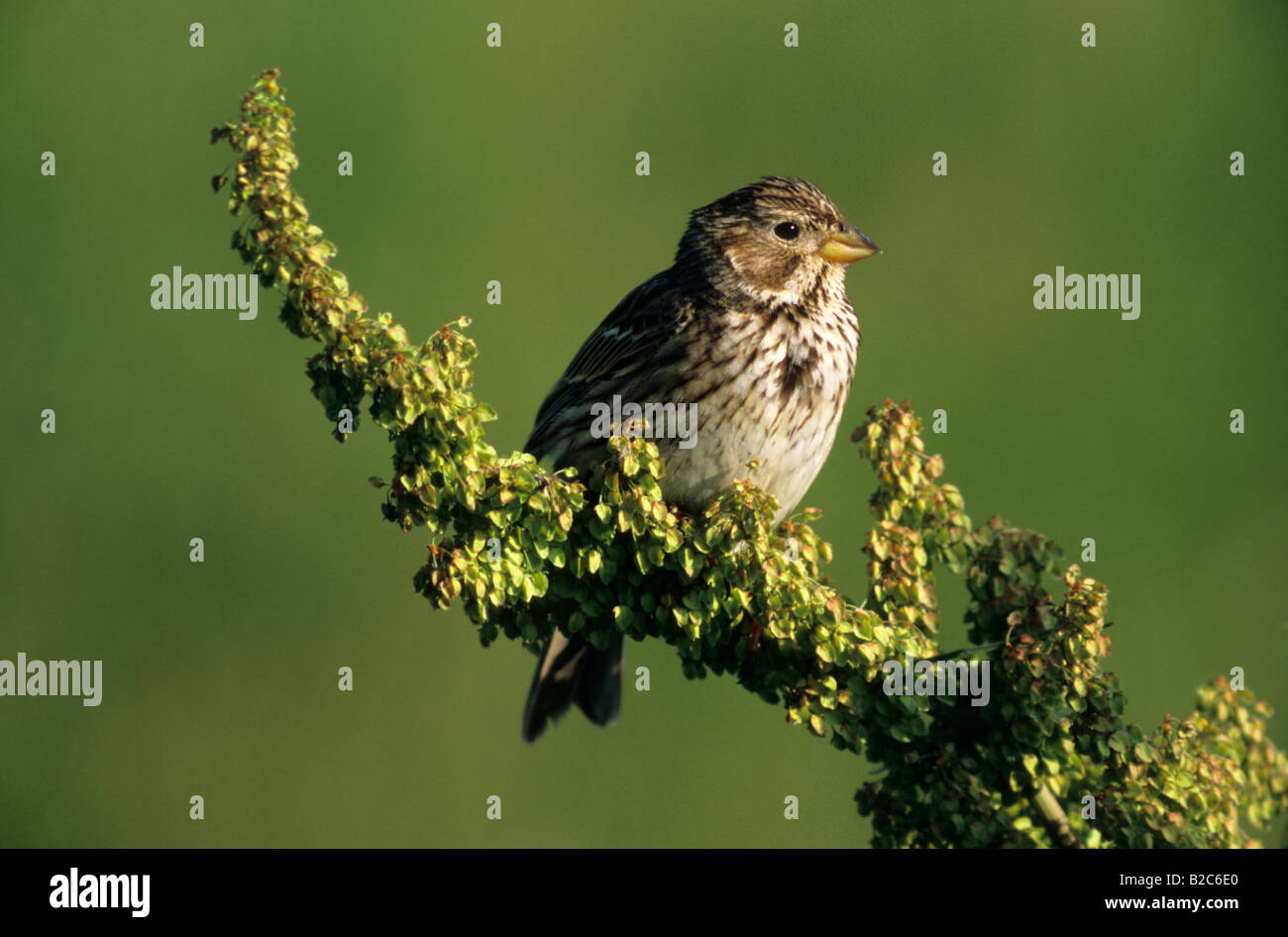 Bunting family hi-res stock photography and images - Alamy