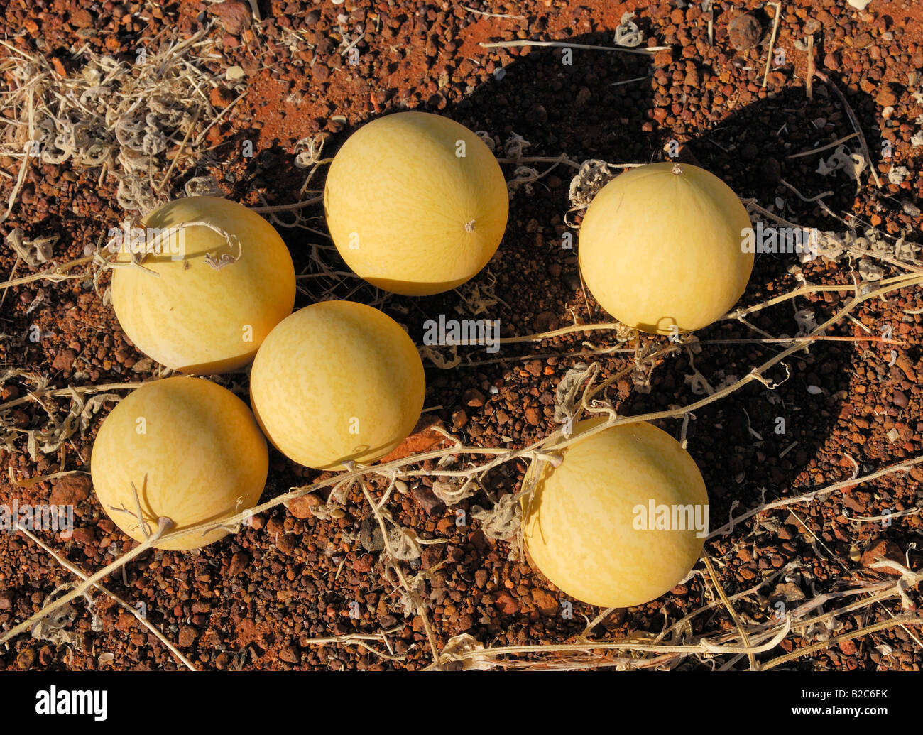 Citrullus colocynthis hi-res stock photography and images - Alamy