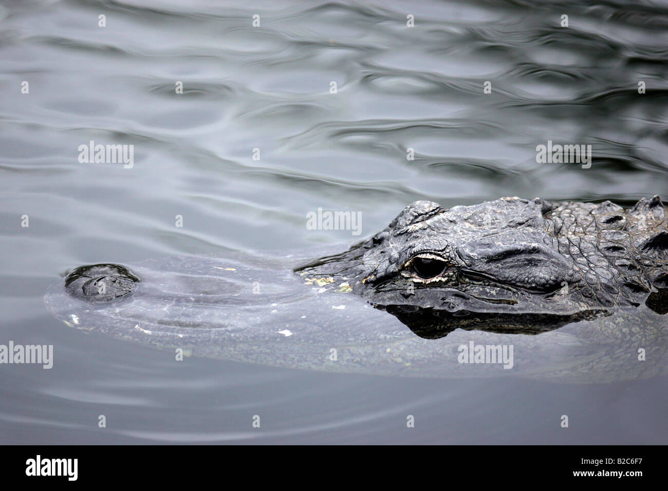 Florida Everglades alligator in the wild Stock Photo - Alamy