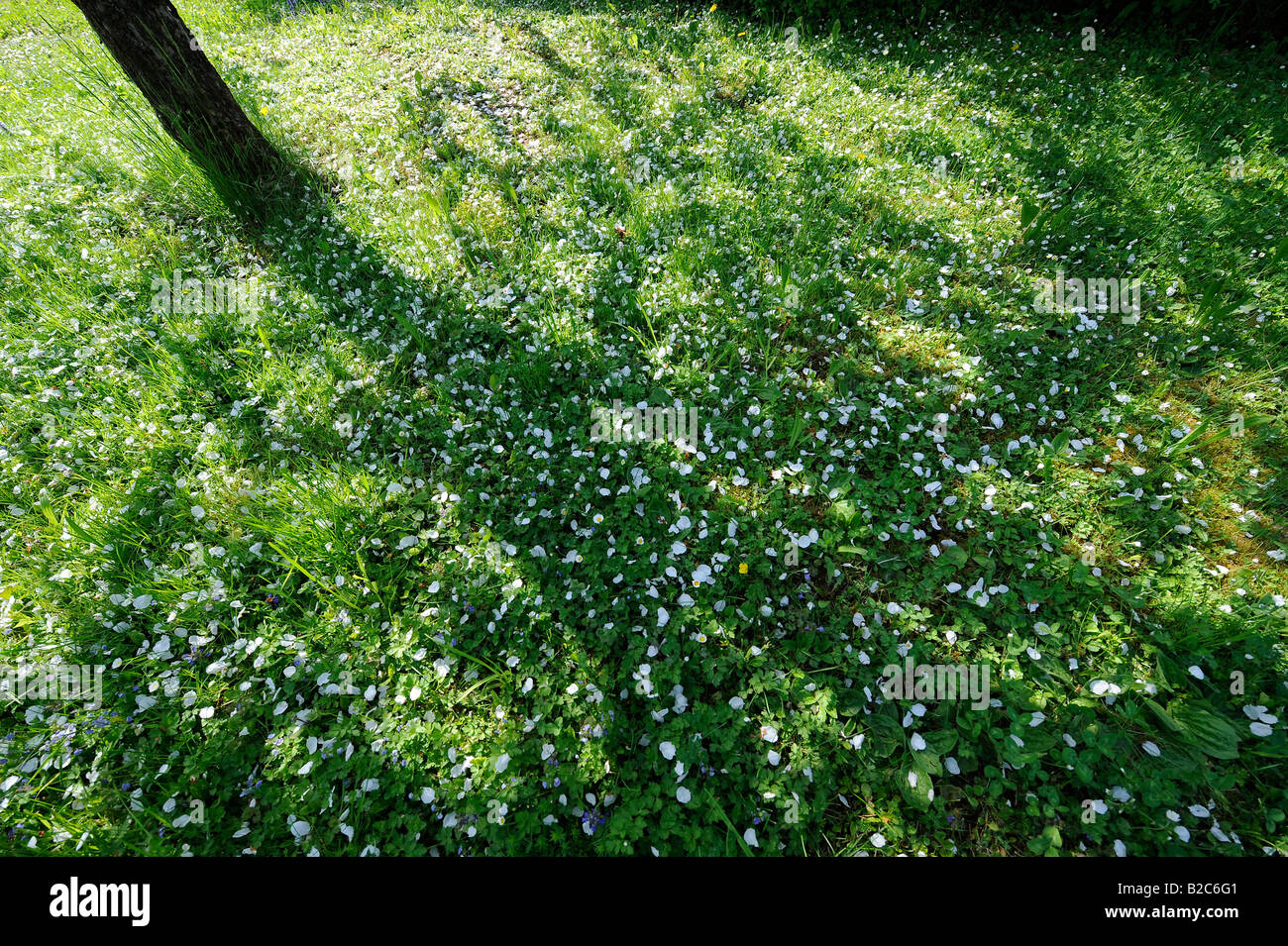 Shadow of a fruit tree Stock Photo - Alamy