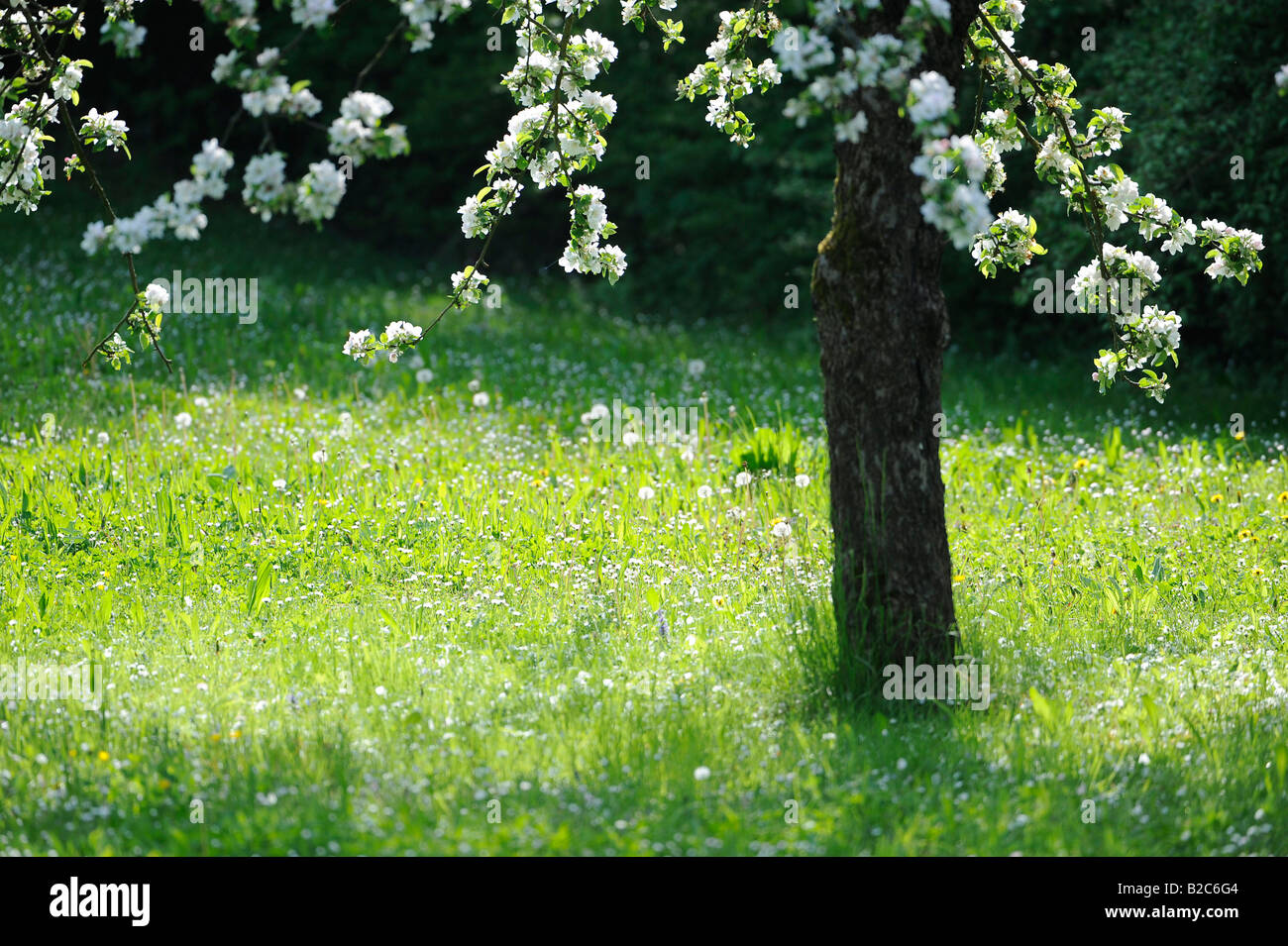 Pho tree hi-res stock photography and images - Alamy