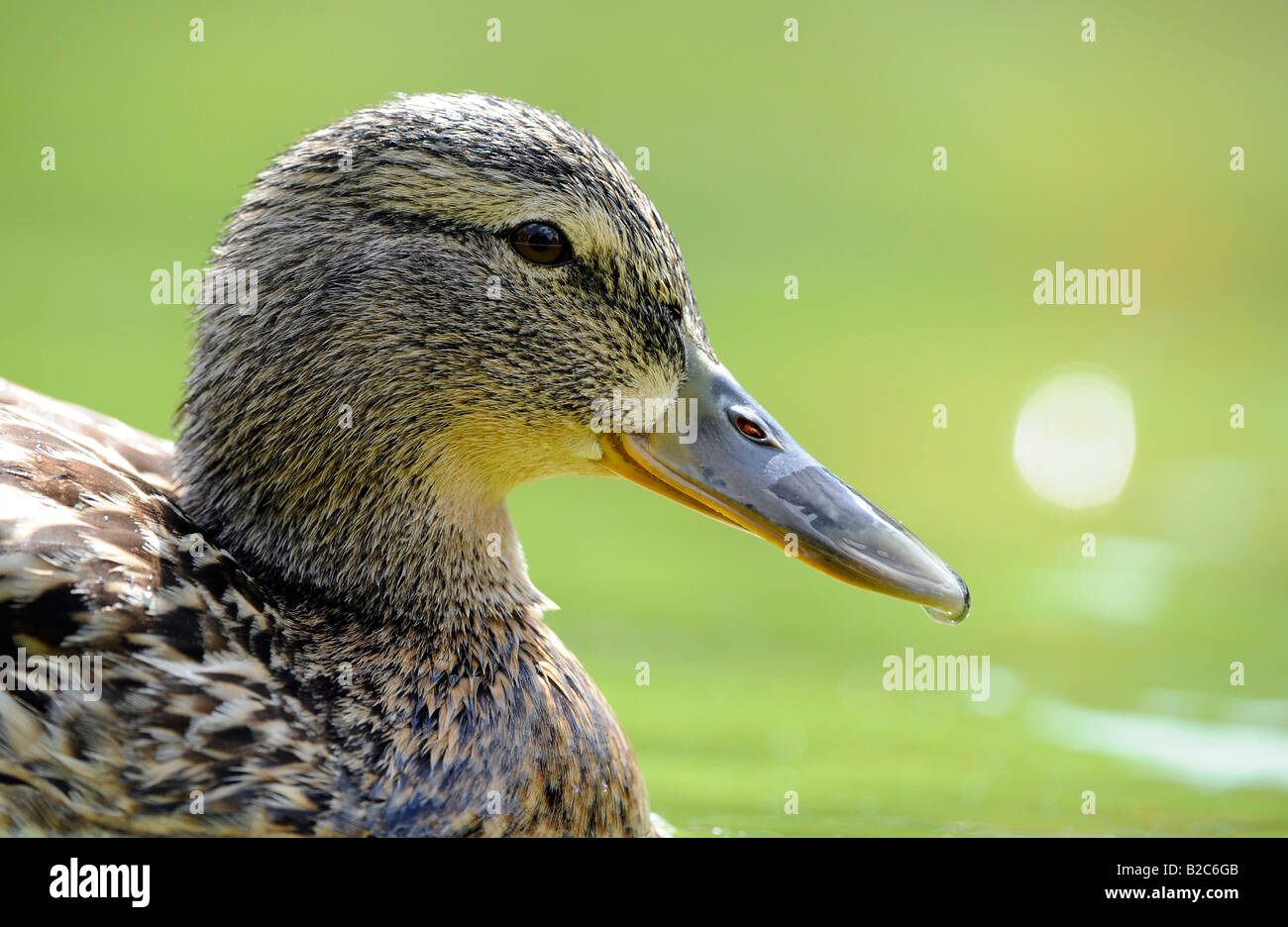 Female mallard duck hi-res stock photography and images - Alamy