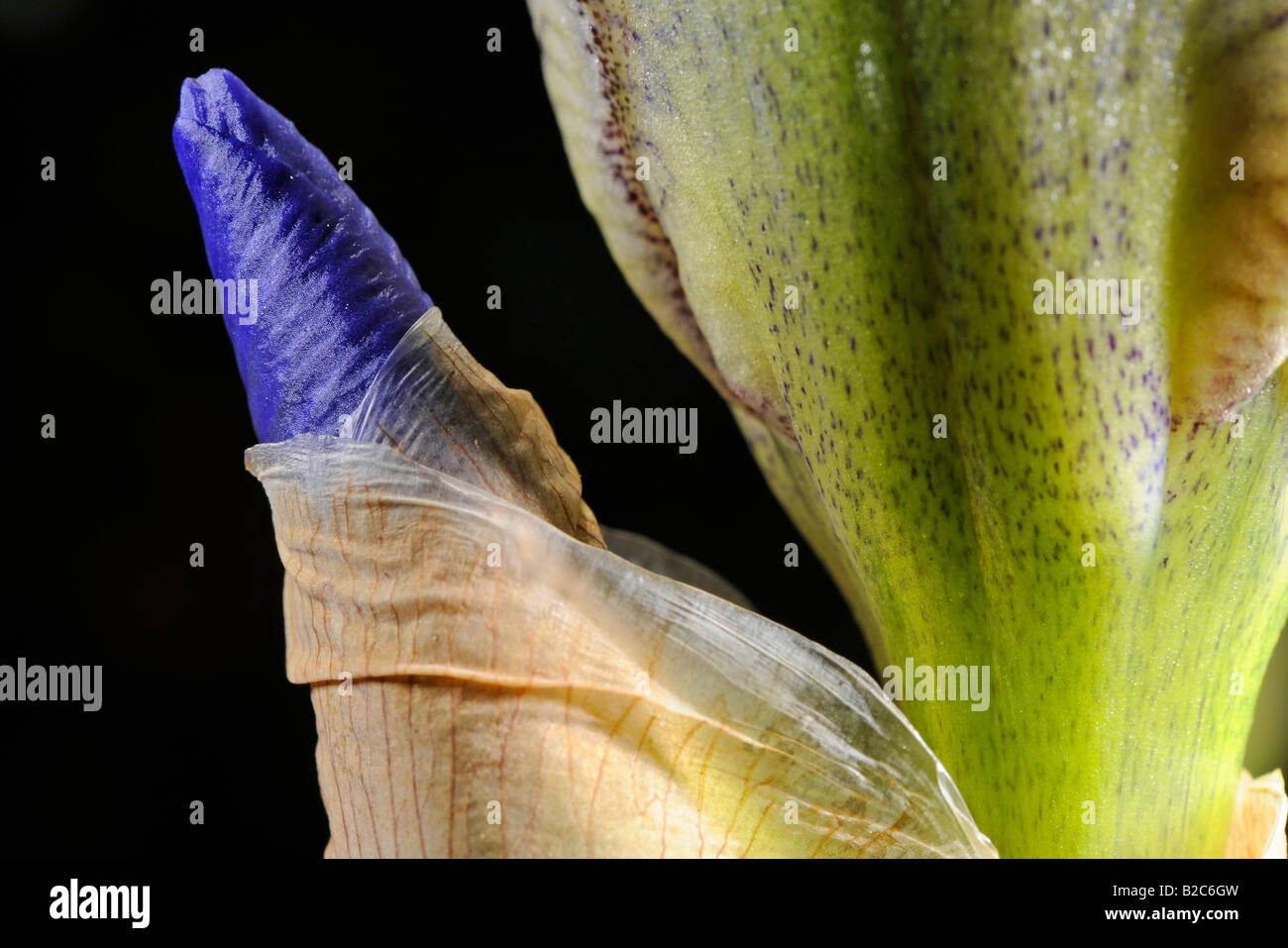 Iris display hi-res stock photography and images - Alamy