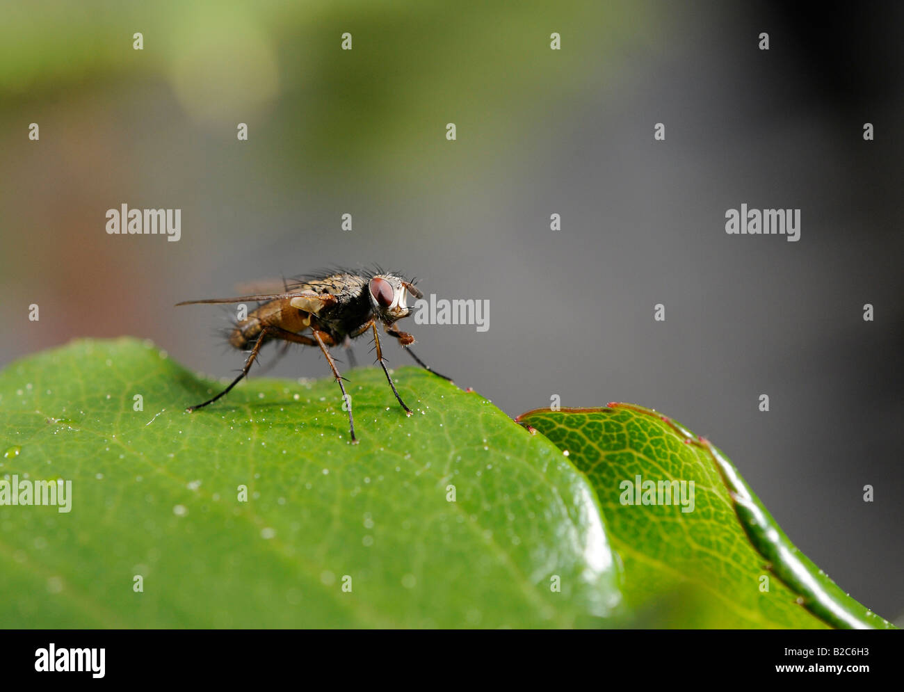 Rose flies hi-res stock photography and images - Alamy