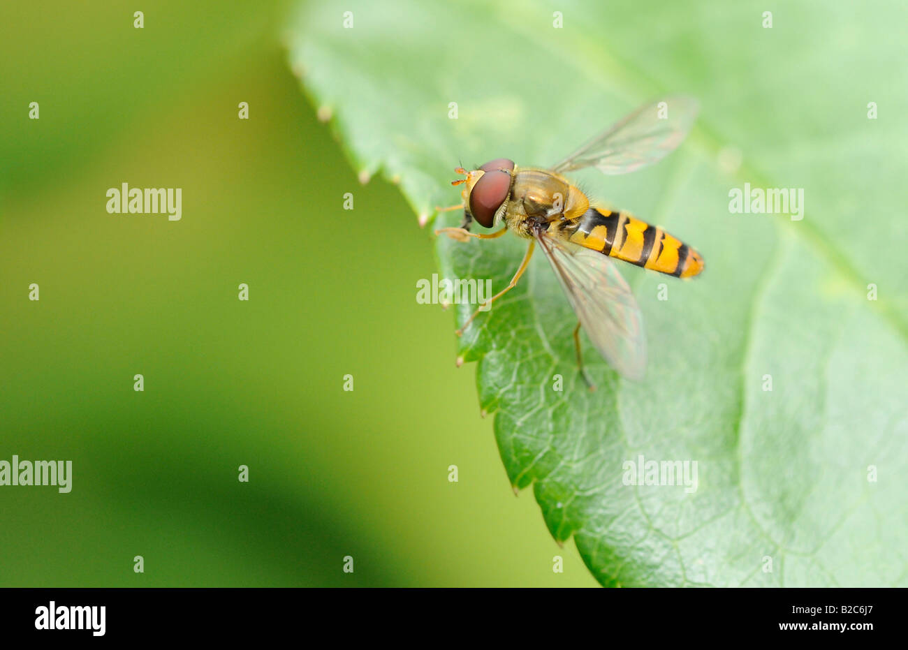 Epistrophe balteata hi-res stock photography and images - Alamy