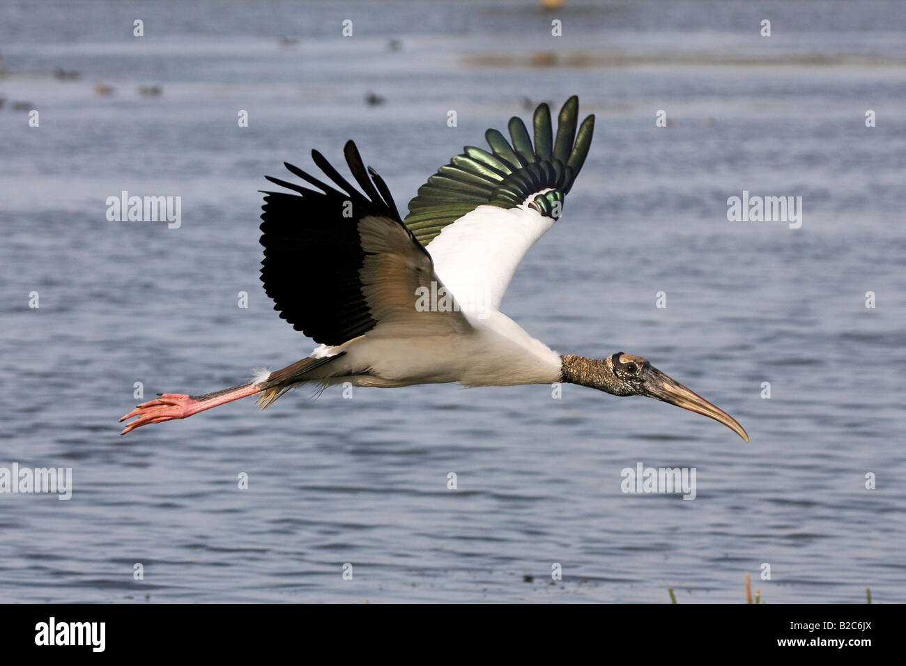 Wood Stork (Mycteria americana) in flight, Viera Wetlands, Melbourne ...