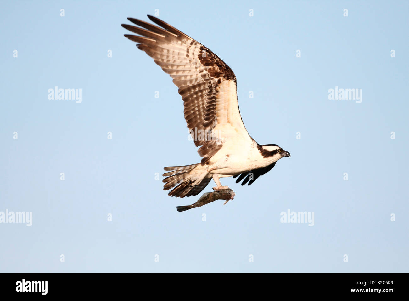Osprey (Pandion haliaetus) holding a fish in its talons, Cape Coral ...