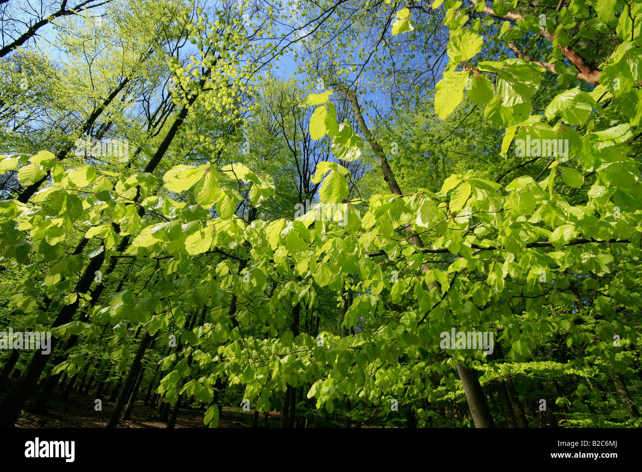 European Beech or Common Beech (Fagus sylvatica) foliage in spring ...