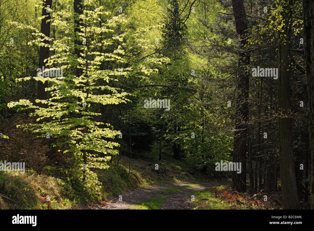 Leafy path through wood hi-res stock photography and images - Alamy