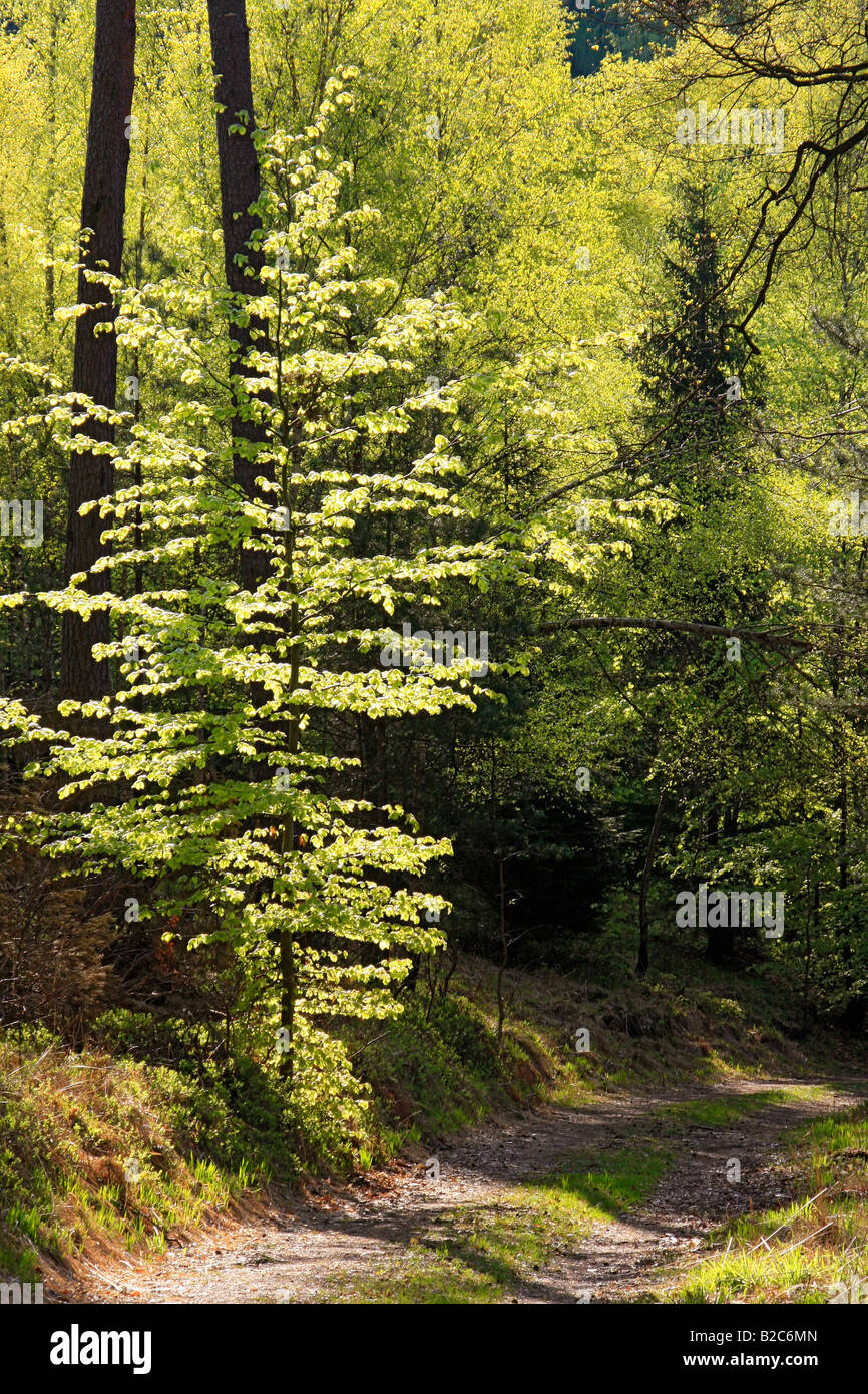 Spessart nature reserve hi-res stock photography and images - Alamy