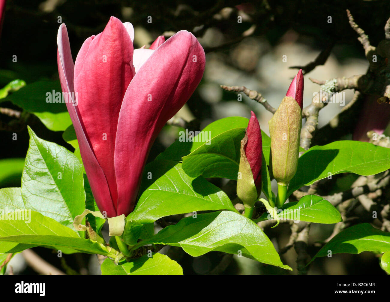Rosa magnolia hi-res stock photography and images - Alamy