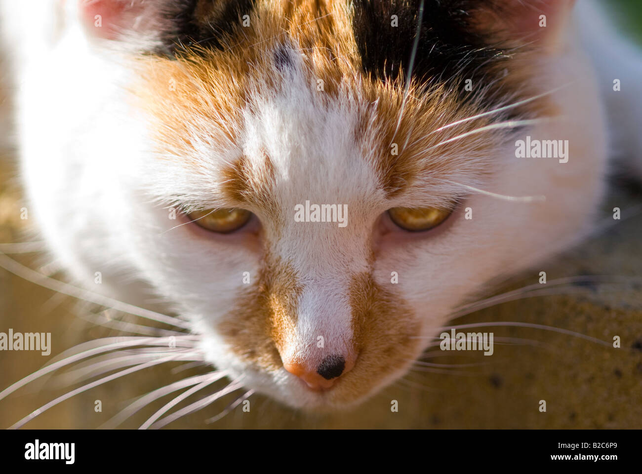Horizontal macro close up of a domestic cat's face staring intently at ...