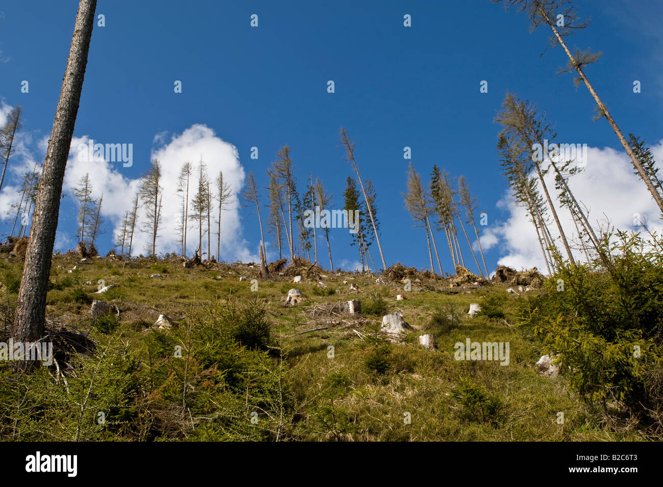 Tree on a slope hi-res stock photography and images - Alamy