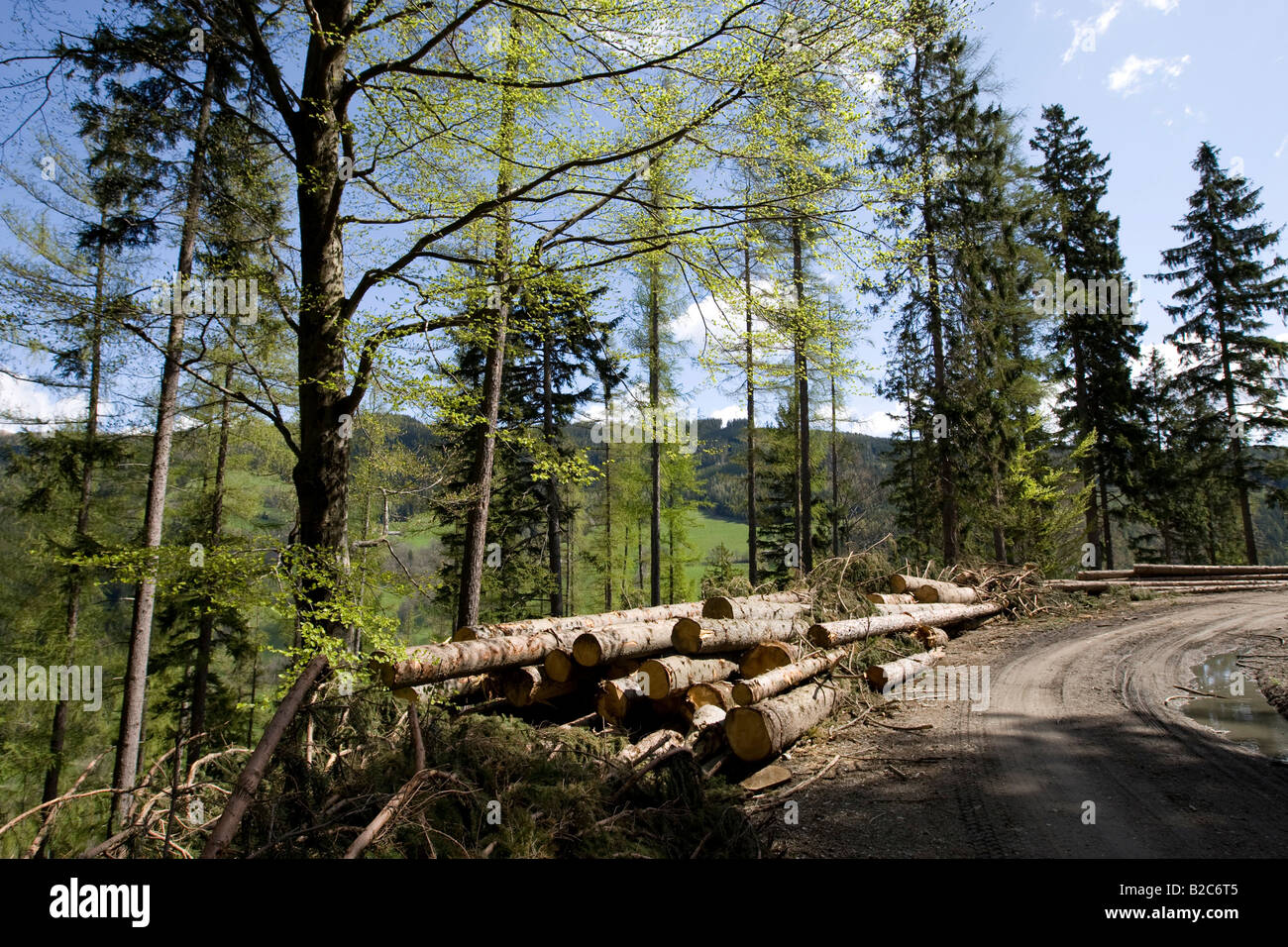 Lumbered wood lying on a mountain slope, storm damage, to be removed by ...
