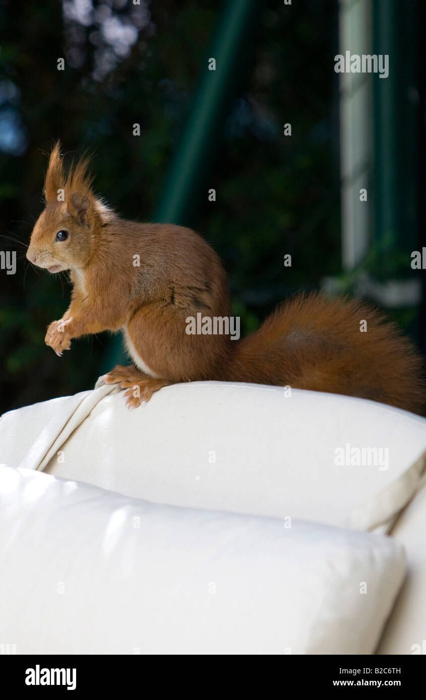 Red Squirrel (Sciurus vulgaris) sitting on a garden lounge chair, Hesse ...