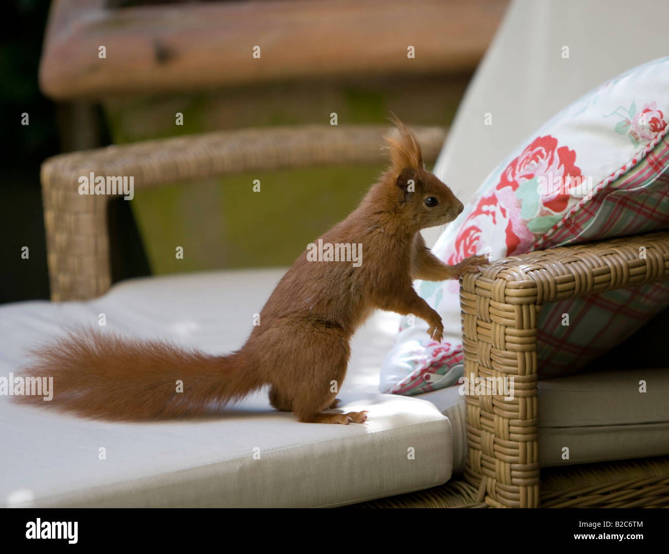 Red Squirrel (Sciurus vulgaris) standing on a garden lounge chair ...