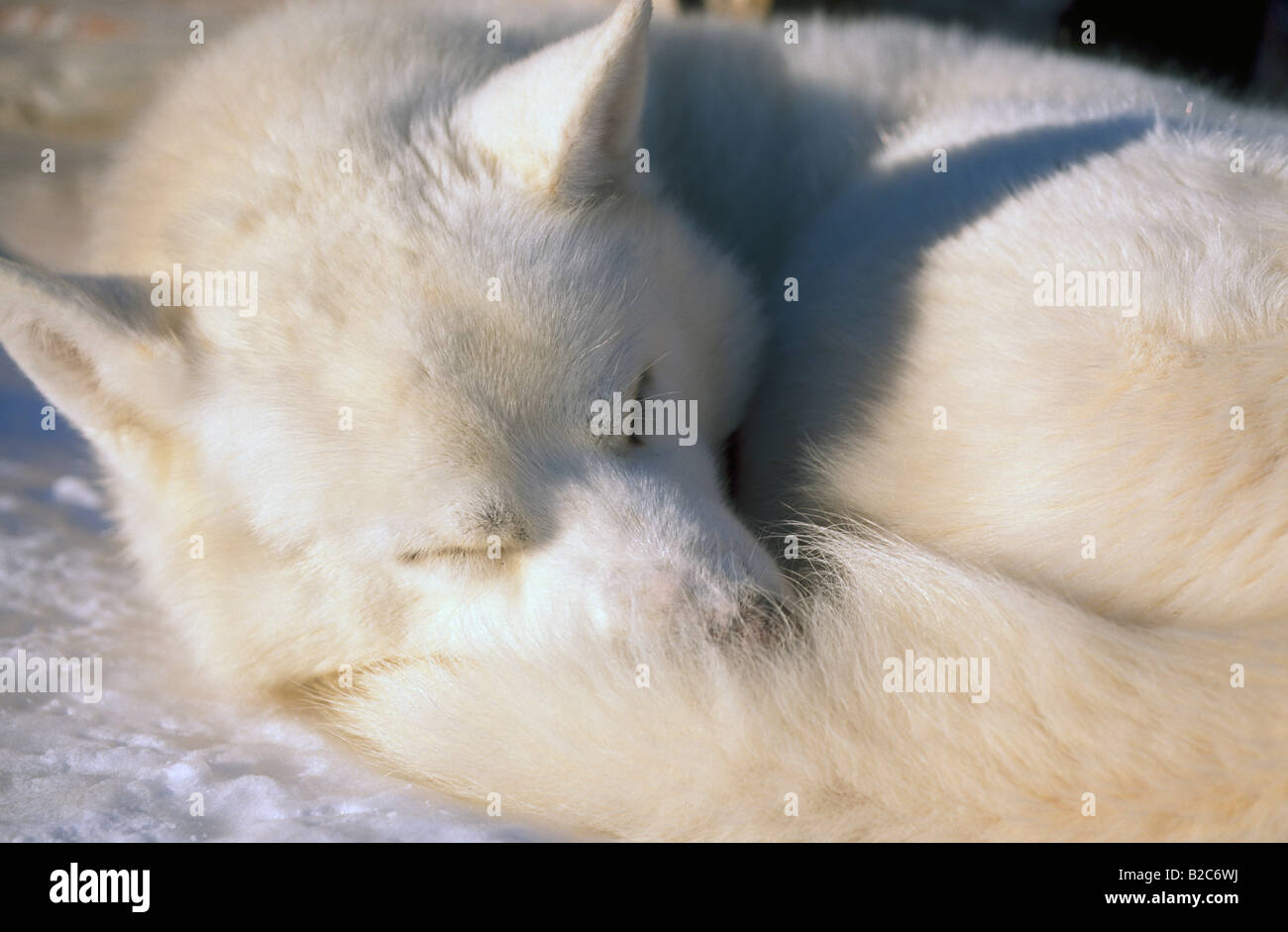 Sleeping Samoyed sled dog Stock Photo - Alamy