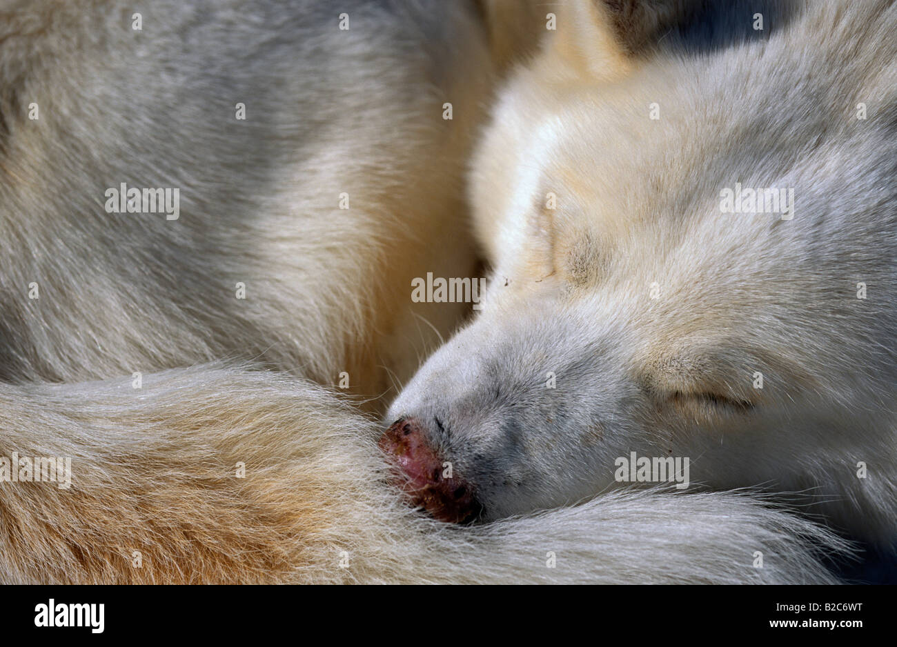 Sleeping Samoyed sledge-dog, sled dog Stock Photo - Alamy