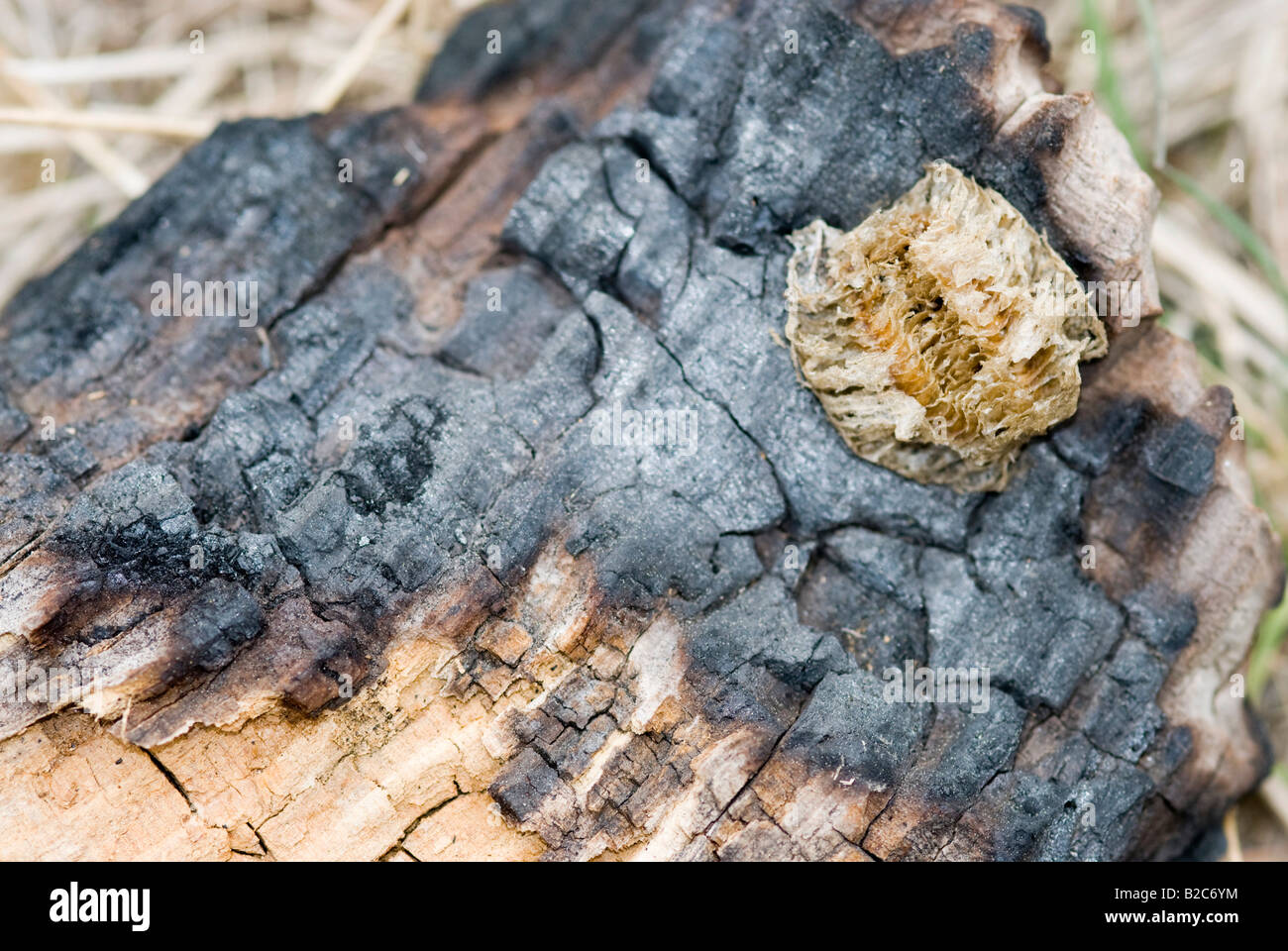 Egg case of a European Mantis, Praying Mantis (Mantis religiosa ...