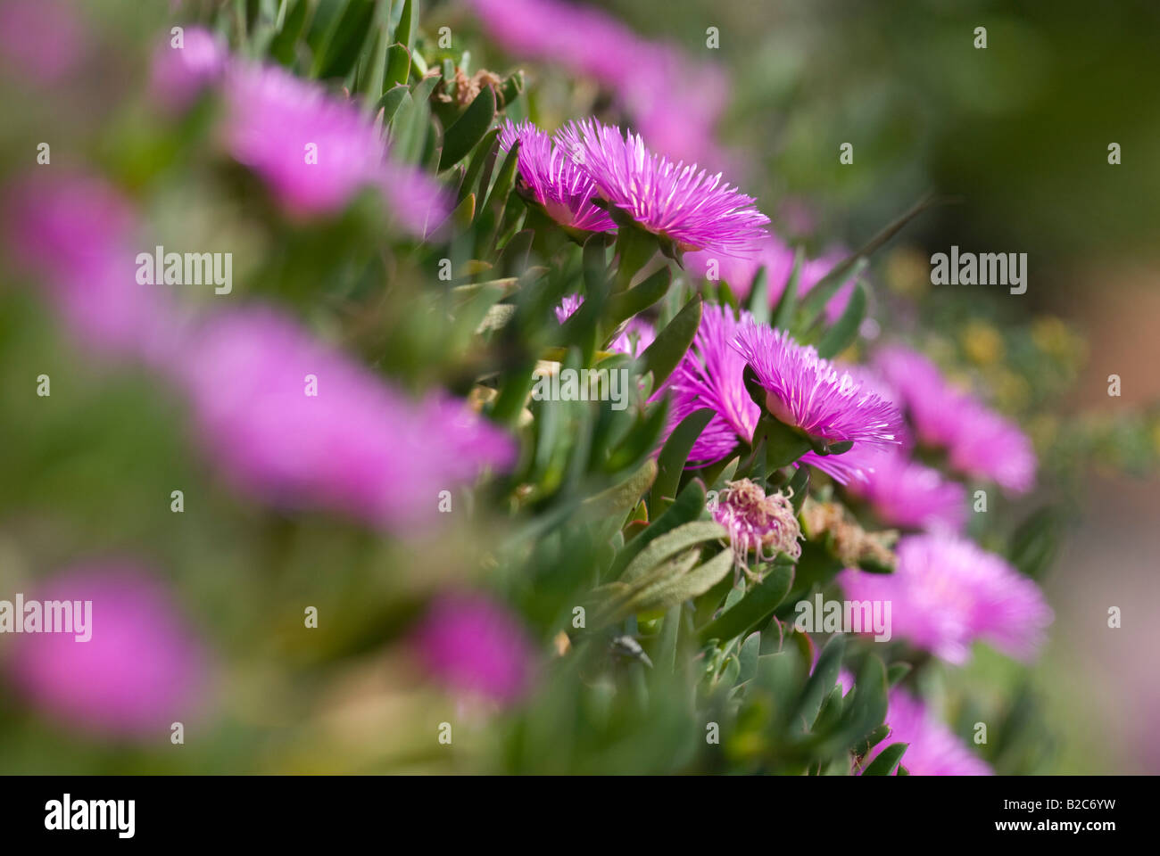 Carpetweed, Fig-marigold or Ice Plant blossoms (Aizoaceae), Cannes ...