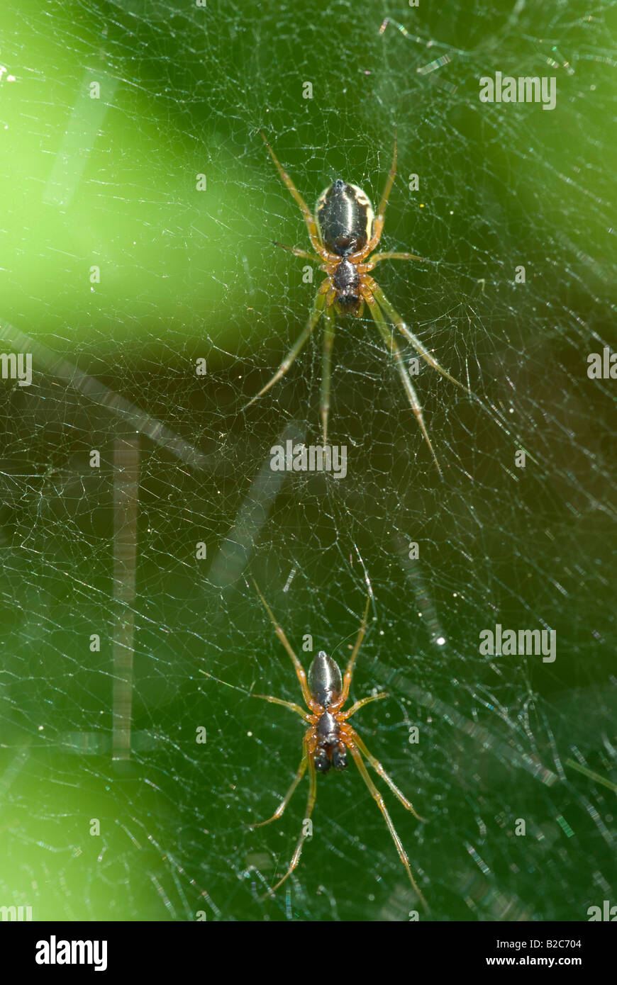 A pair of spiders in their web, spiderweb Stock Photo - Alamy