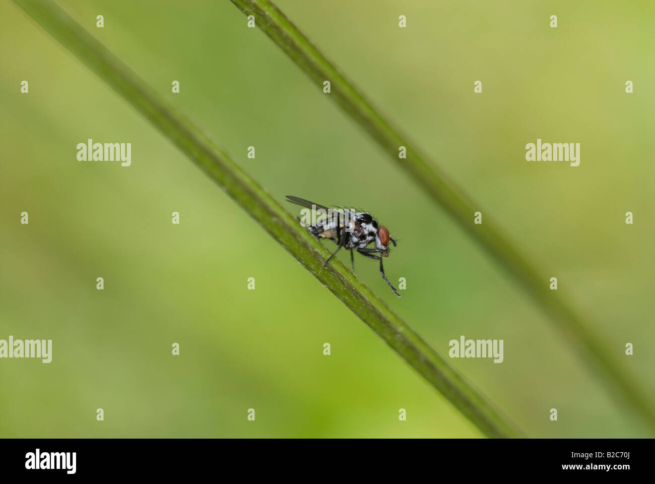 Fly (Brachycera) cleaning itself, Frejus, Var, France, Europe Stock ...