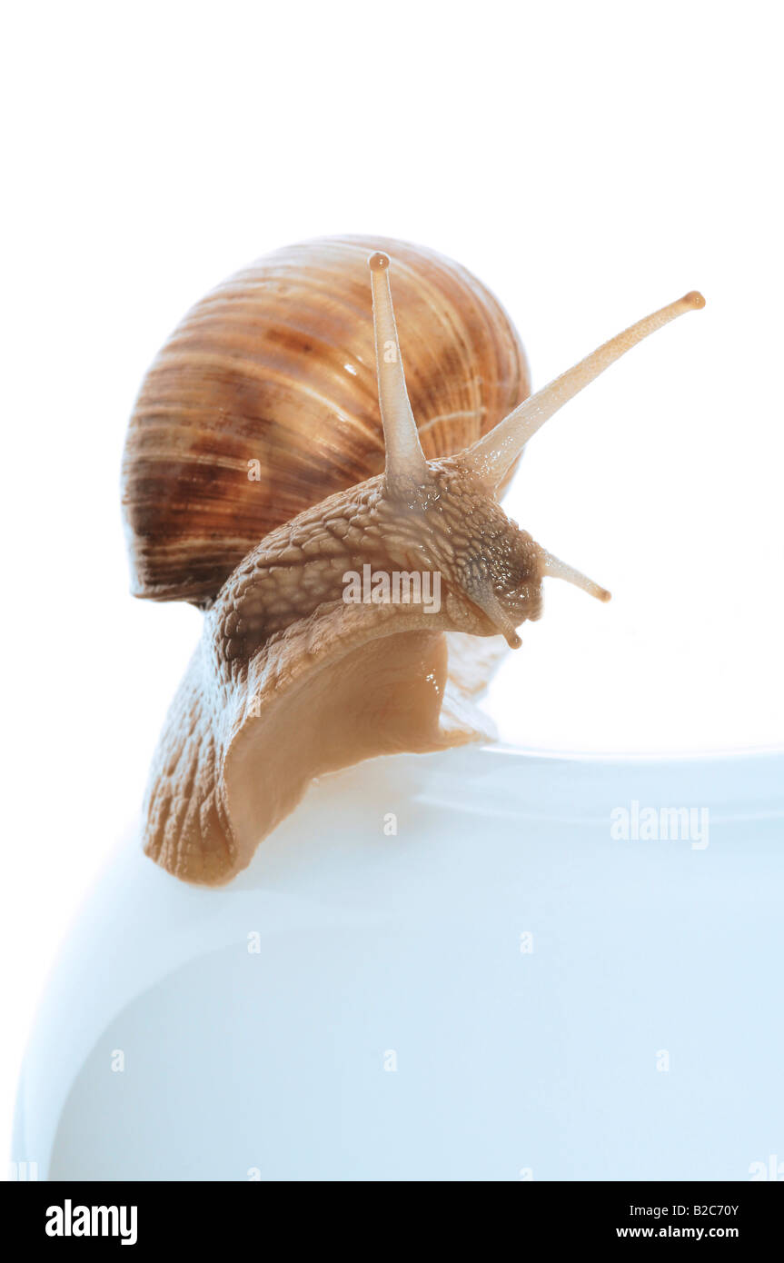 Inside a snail shell hi-res stock photography and images - Alamy