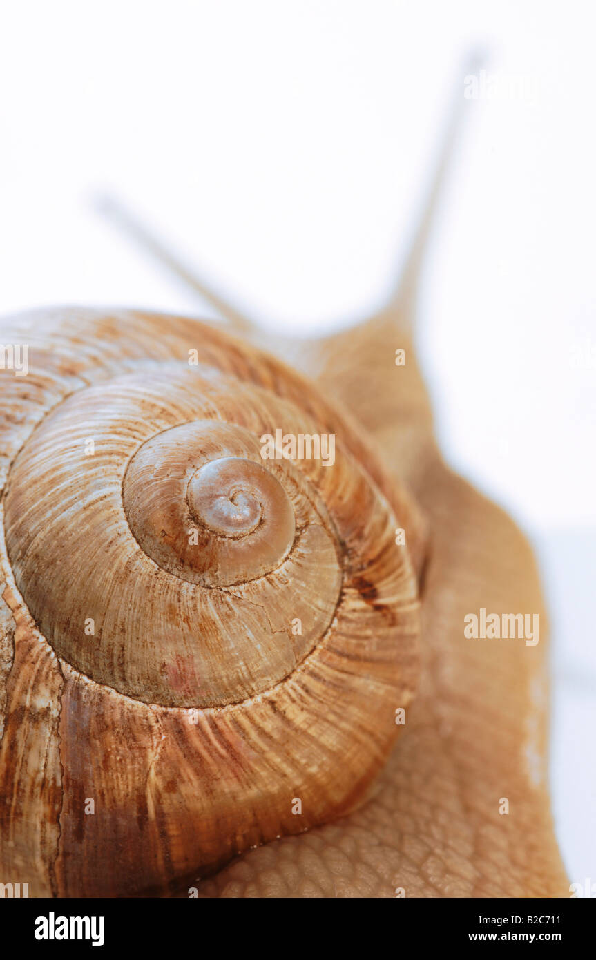 Burgundy Snail, Roman Snail (Helix pomatia), rear, back view Stock ...