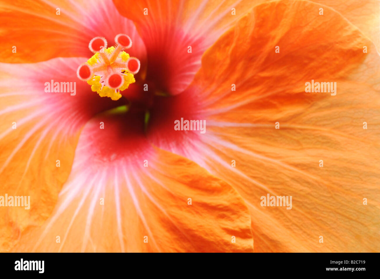 Close-up of a Hibiscus (Hibiscus) flower Stock Photo - Alamy
