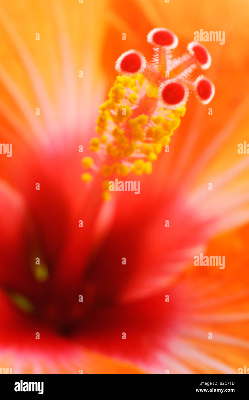 Hibiscus pistil hi-res stock photography and images - Alamy