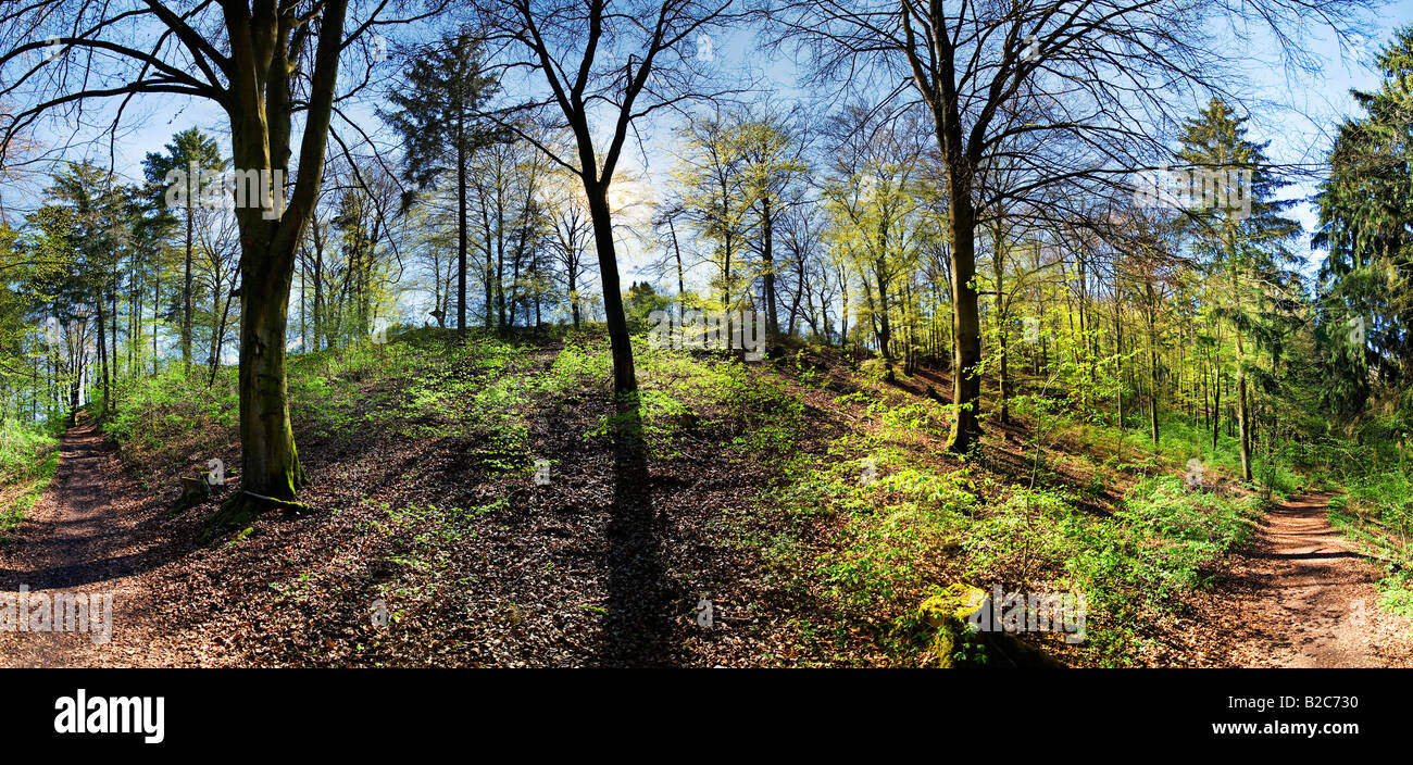 Mixed forest in spring hi-res stock photography and images - Alamy