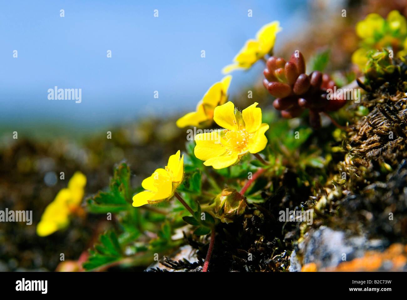 Ranunculus montanus variety hi-res stock photography and images - Alamy