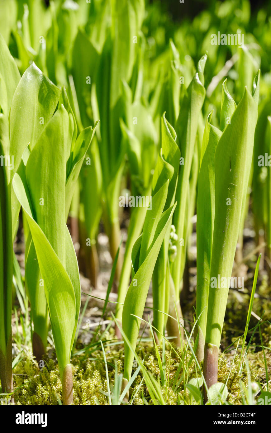 Lily of the Valley leaves (Convallaria majalis, Liliaceae Stock Photo ...