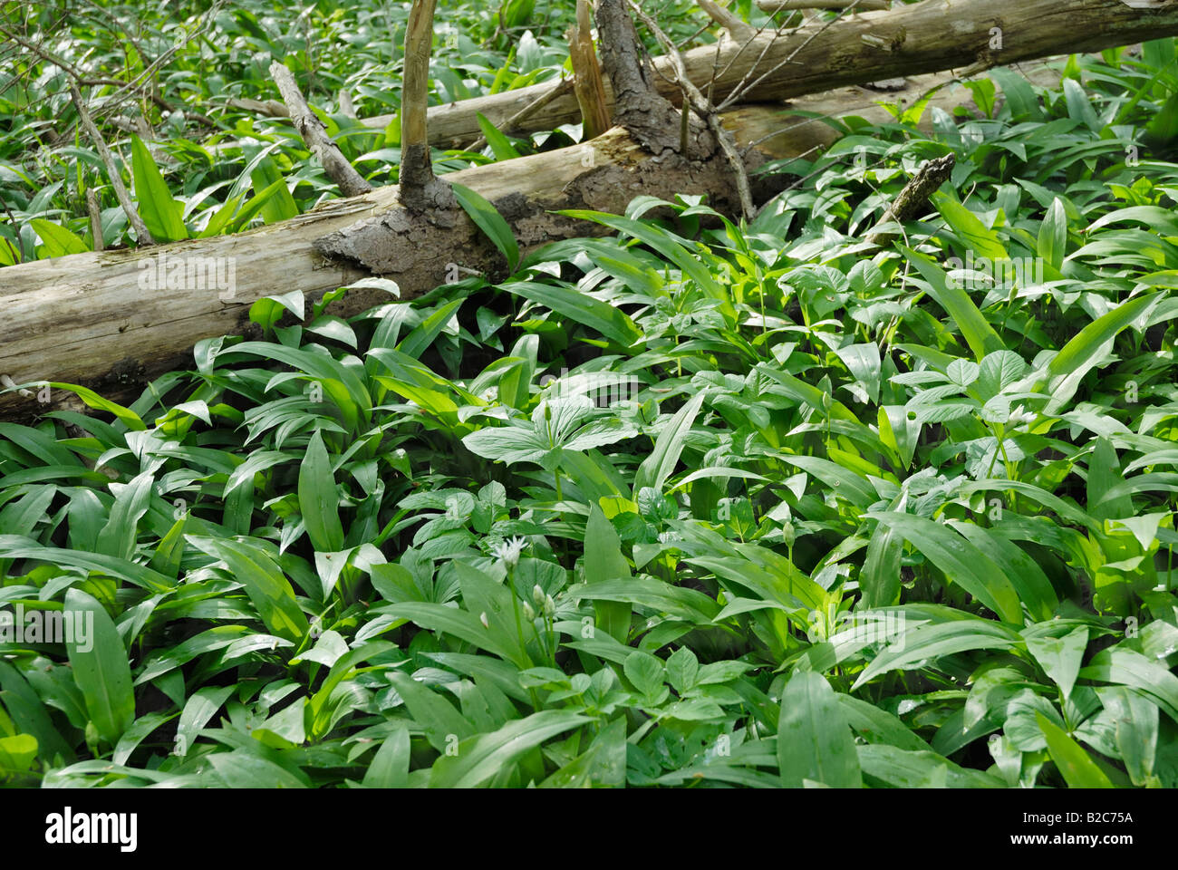 Ramsons, Wild Garlic (Allium ursinum) growing between two fallen trees ...