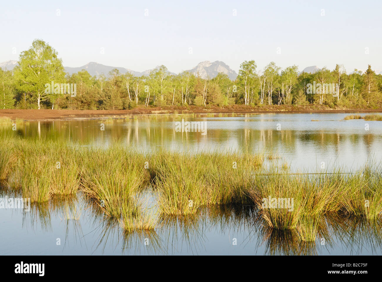 Trees with rushes hi-res stock photography and images - Alamy