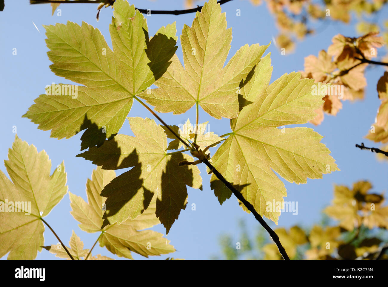 Maple leaves backlit hi-res stock photography and images - Alamy