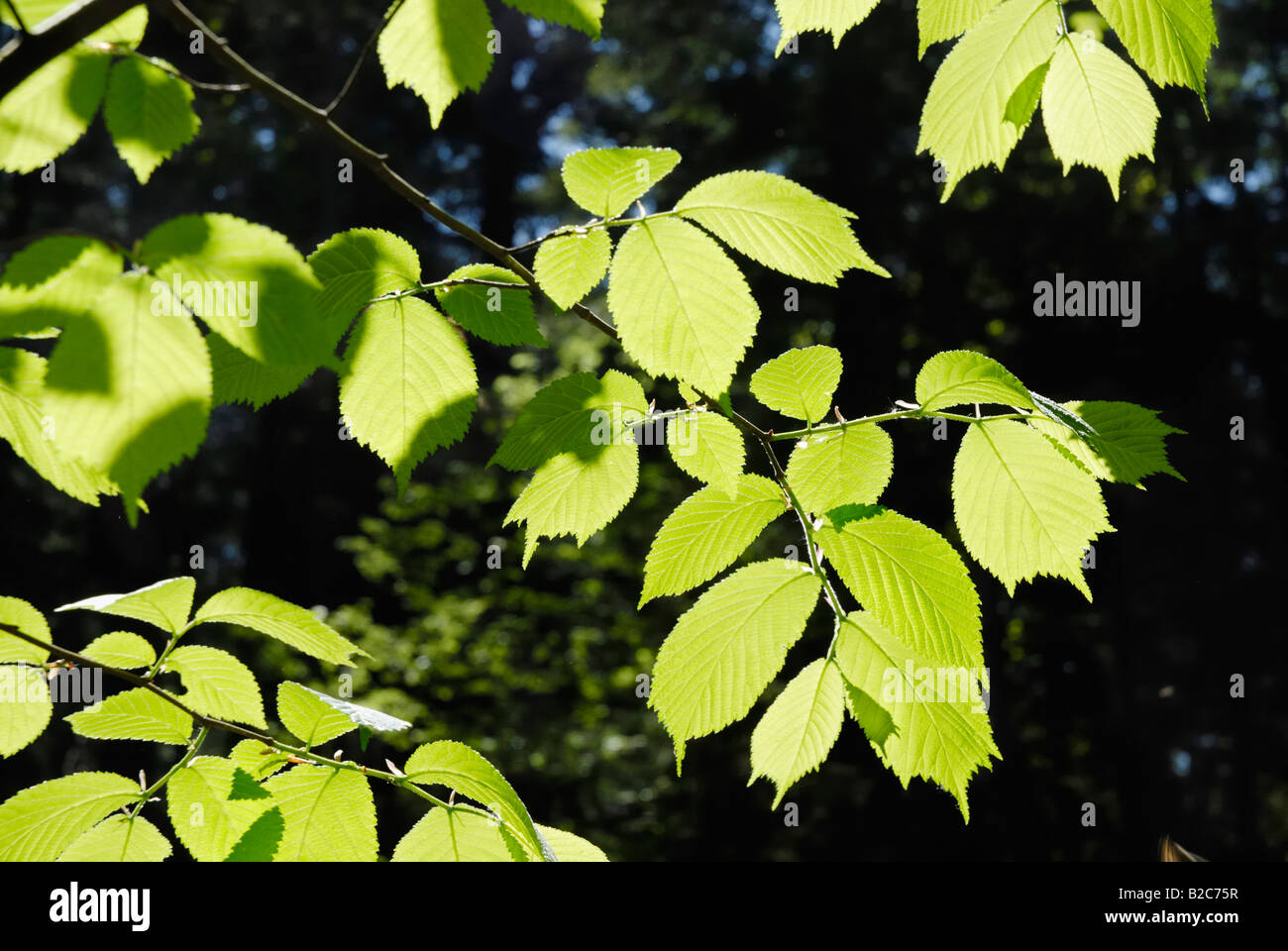 White elms hi-res stock photography and images - Alamy