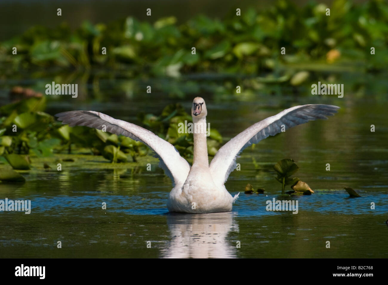 Swan with wings up hi-res stock photography and images - Alamy