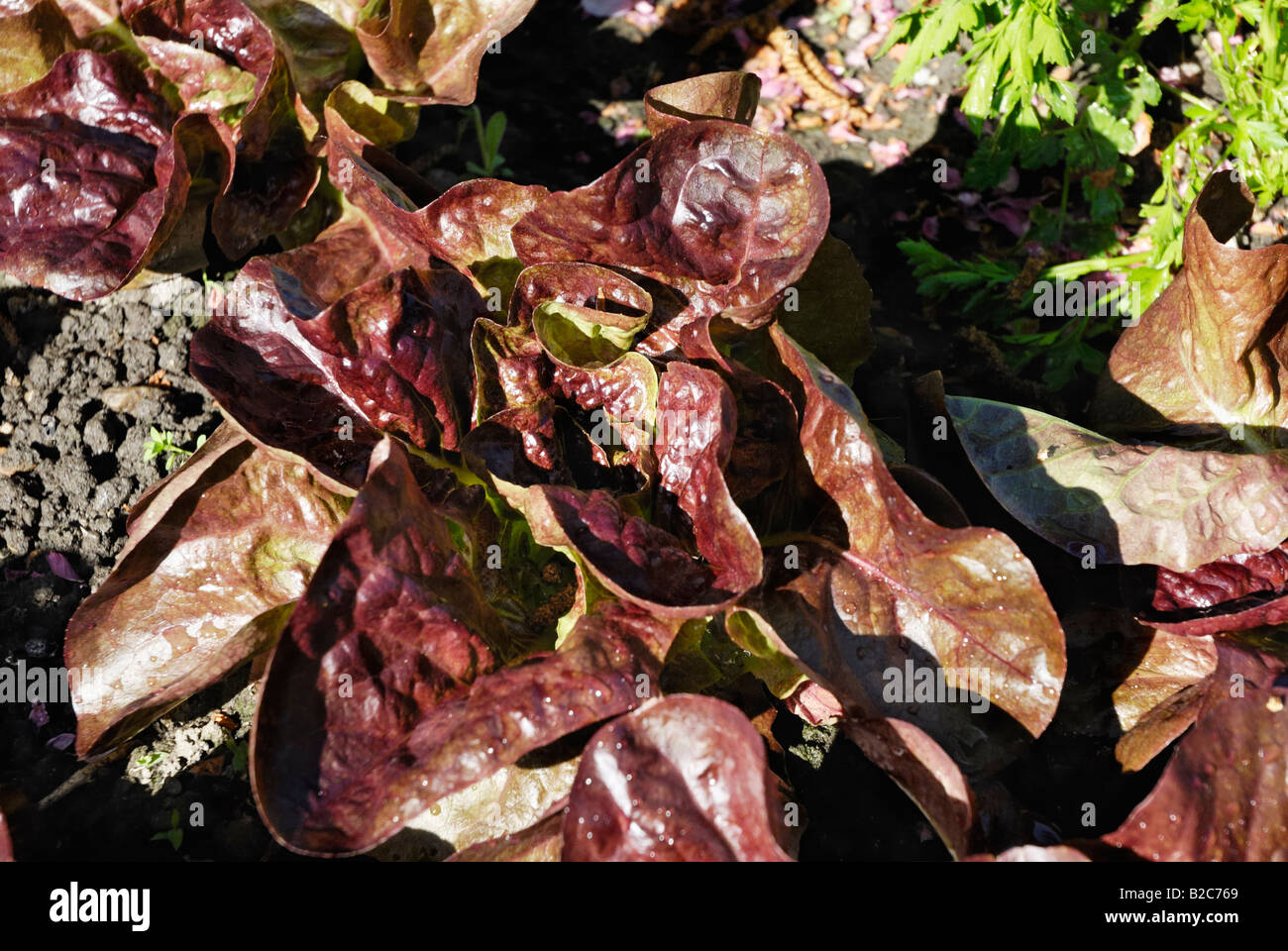 Red vegetable photo hi-res stock photography and images - Alamy
