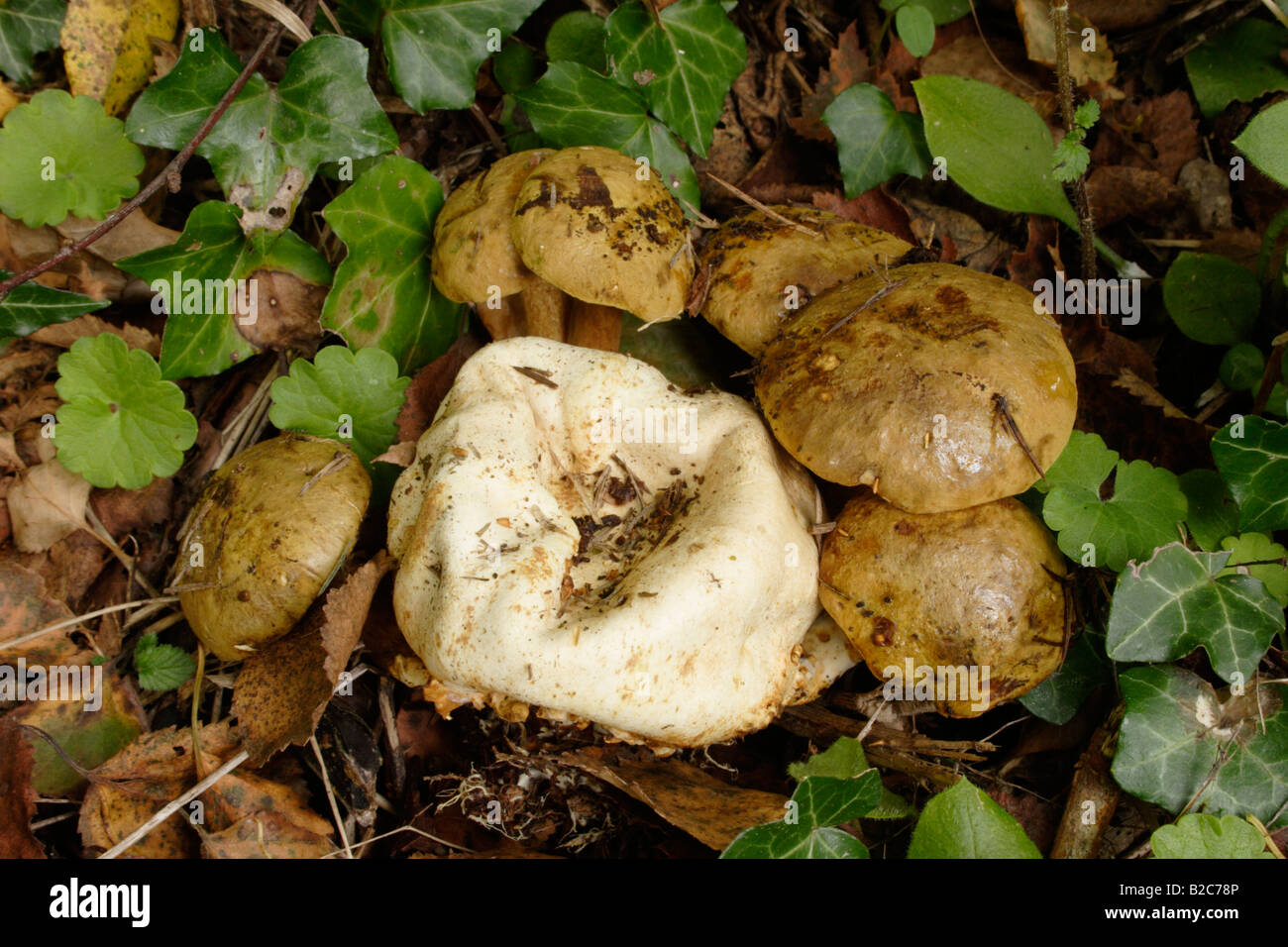 A bolete fungus Boletus parasiticus parasitic on a common earthball ...