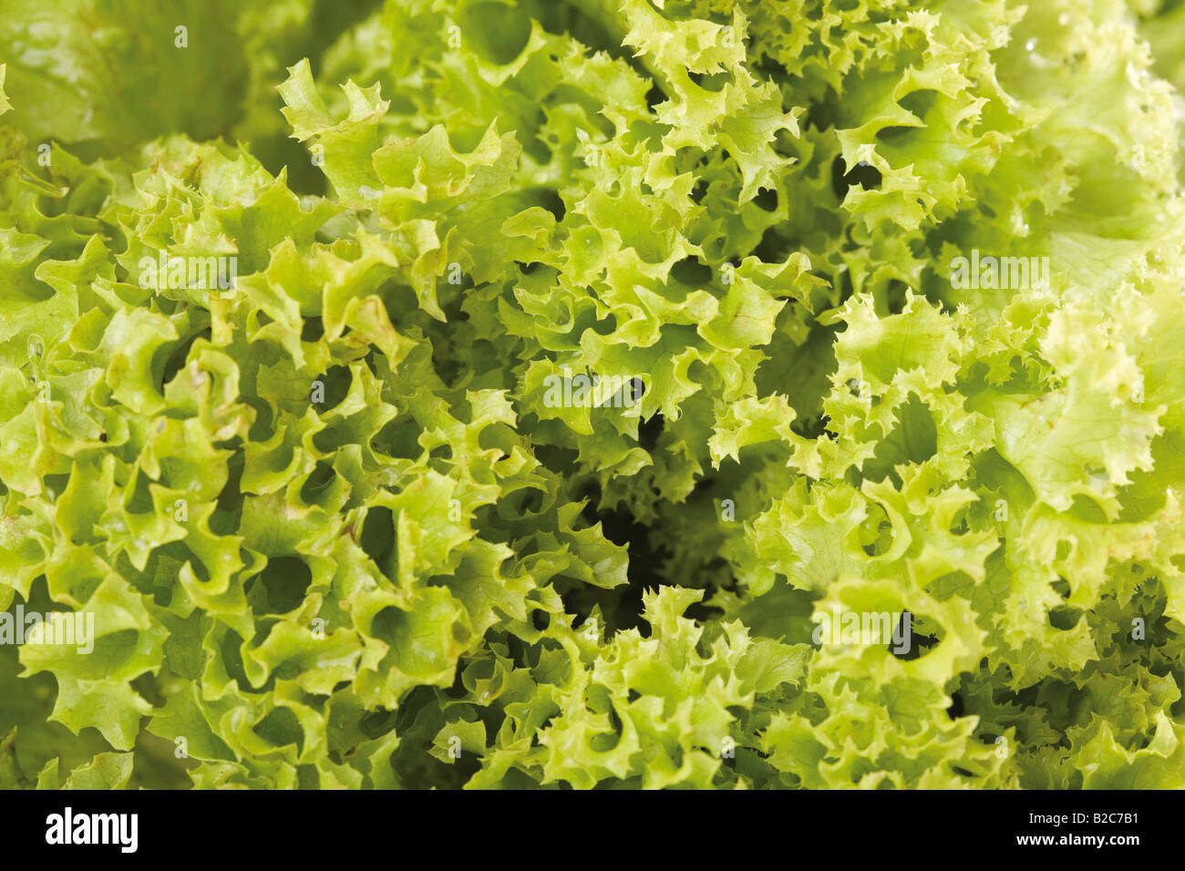 Head of lettuce, Lolo Biondo Stock Photo - Alamy