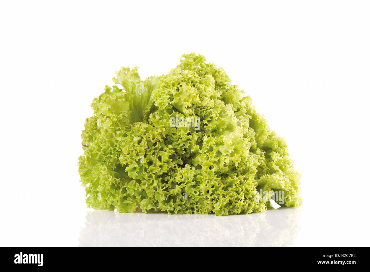 Head of lettuce, Lolo Biondo Stock Photo - Alamy