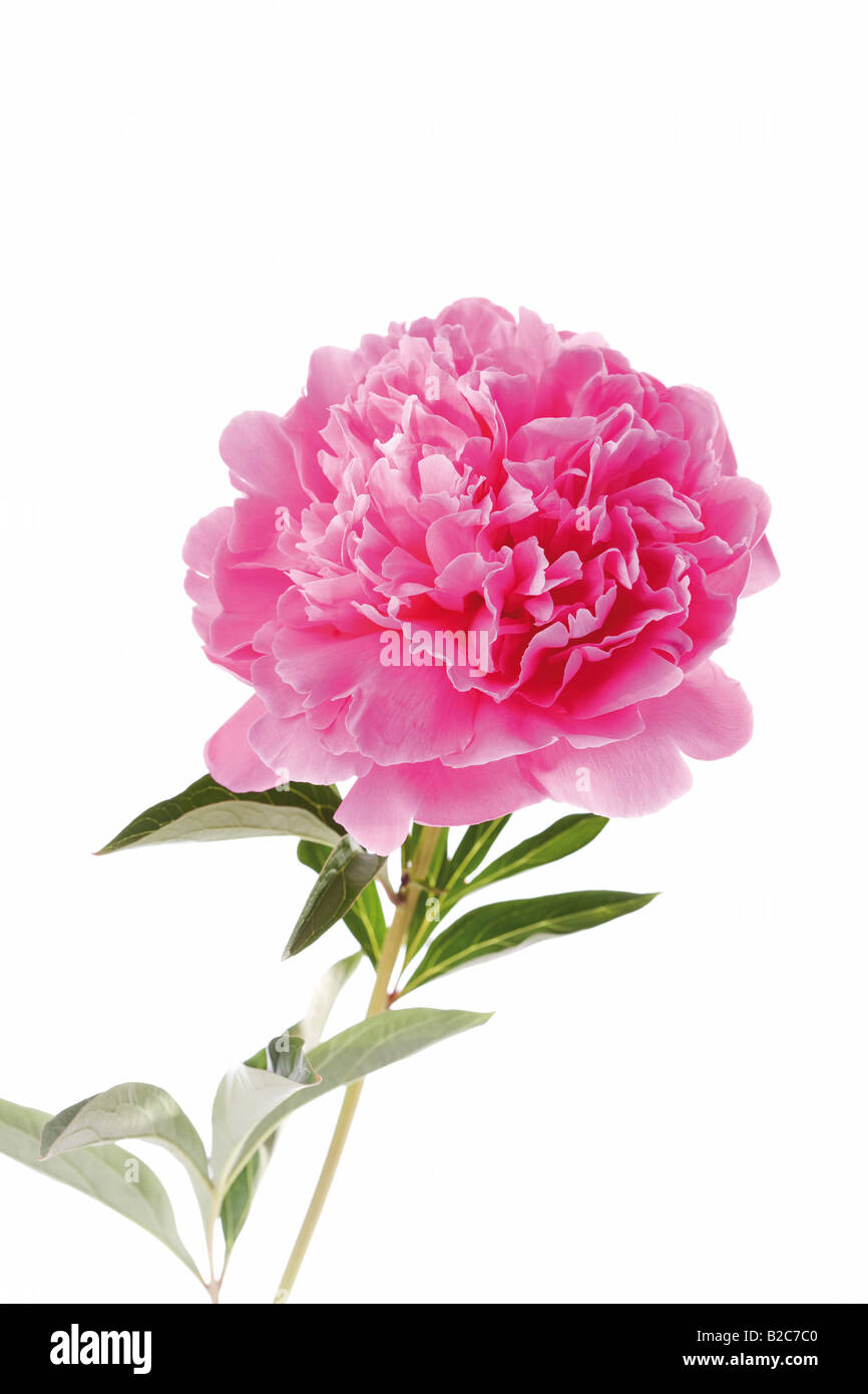 Paeonia botany Cut Out Stock Images & Pictures - Alamy