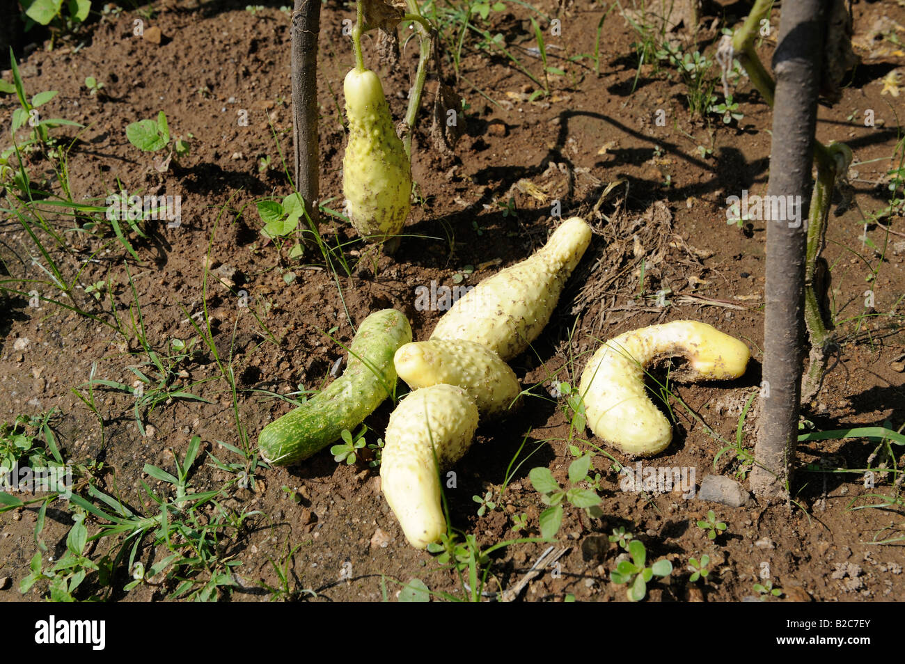 Rotten cucumber hi-res stock photography and images - Alamy