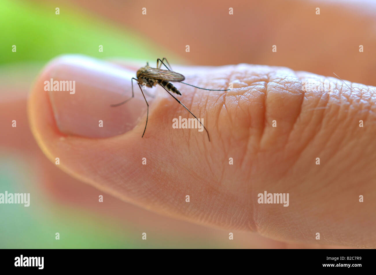 Common House Mosquito (Culex pipiens), on a finger Stock Photo - Alamy