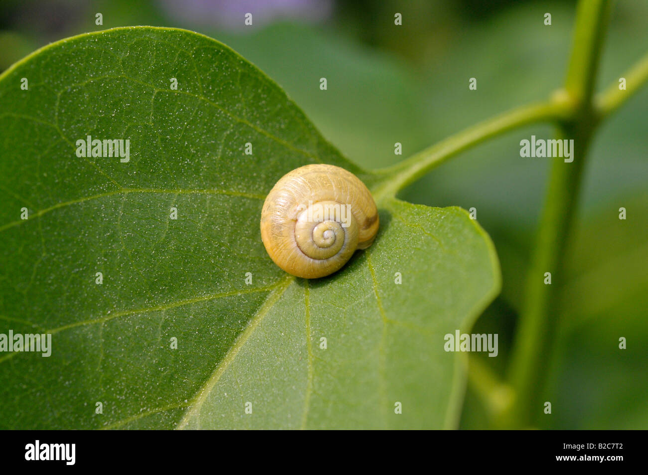 Snail shell on a leaf Stock Photo - Alamy
