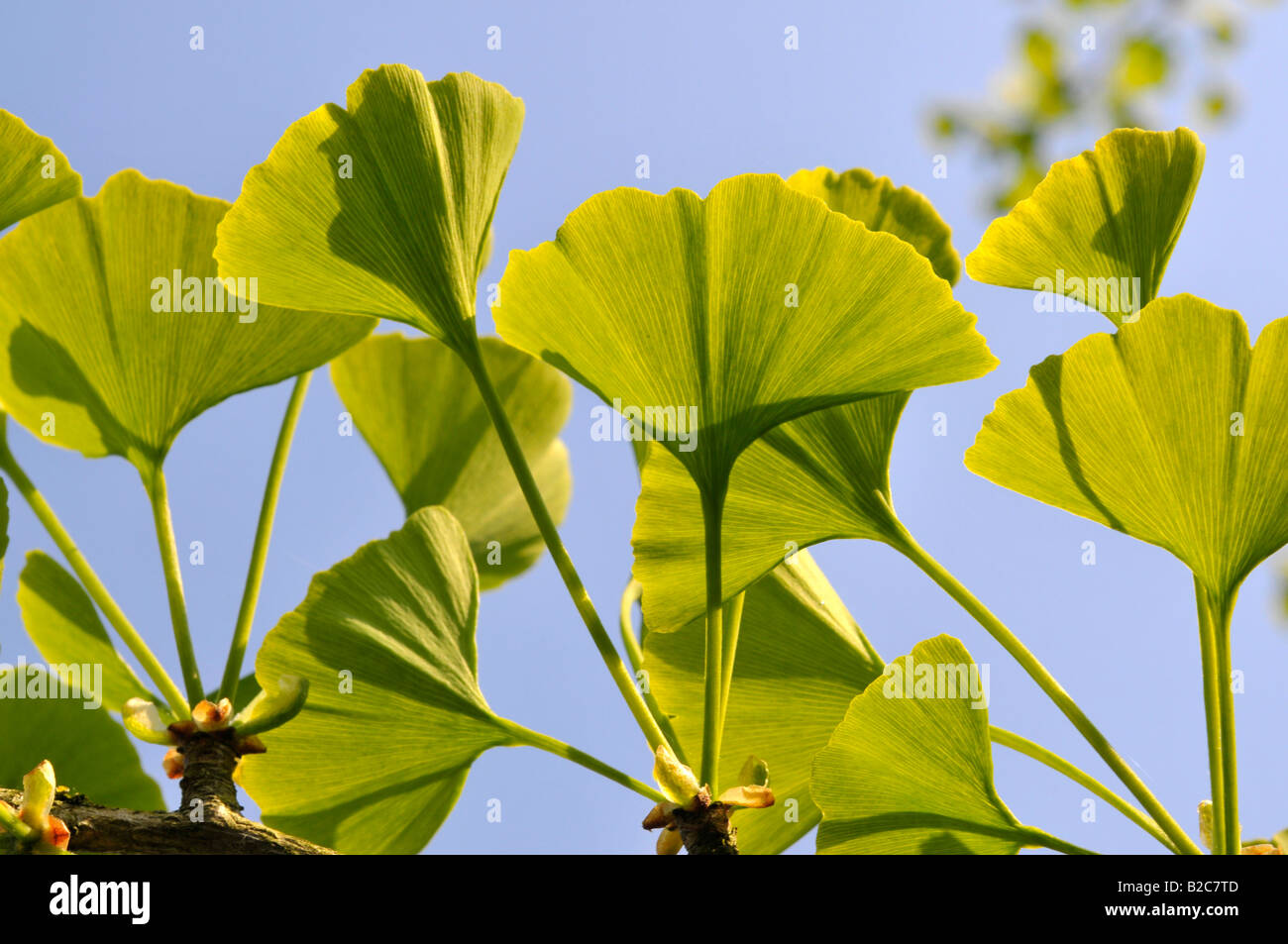 Ginkgo (Ginkgo biloba Stock Photo - Alamy