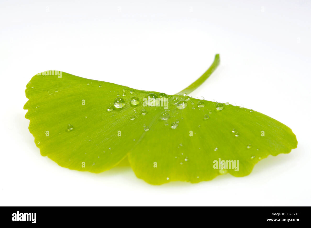 Ginkgo (Ginkgo biloba Stock Photo - Alamy